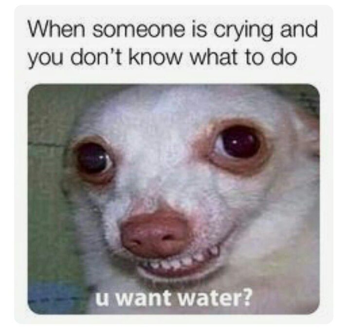 7 Meme Curhat Masalah Hidup ke Hewan Peliharaan