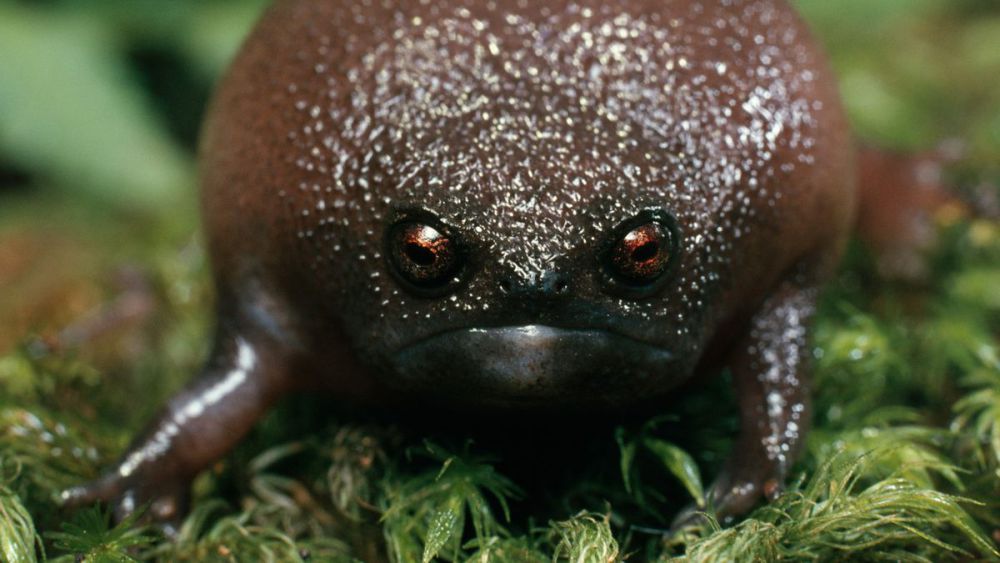 7 Fakta Black Rain Frog, Katak yang Tidak Suka Air