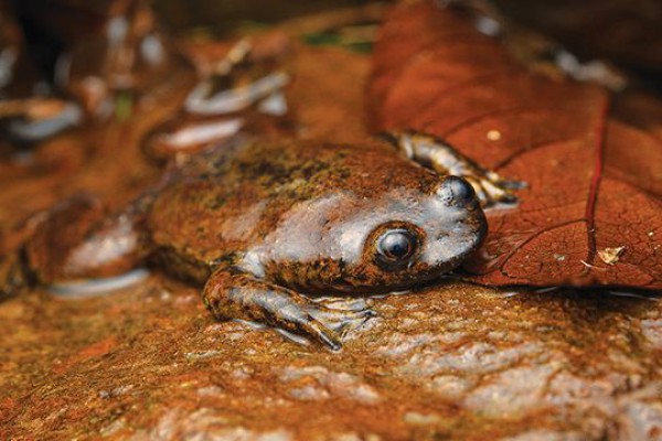 5 Fakta Katak Kepala Pipih Kalimantan, Hidup Tanpa Paru-paru
