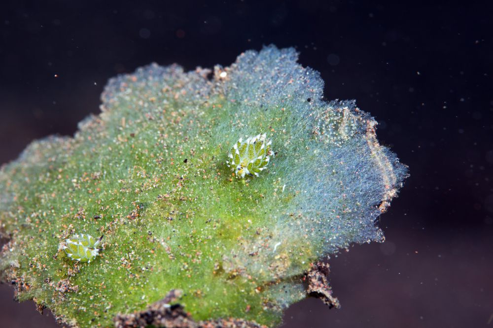 7 Fakta Unik Leaf Sheep, Mirip Pokemon!