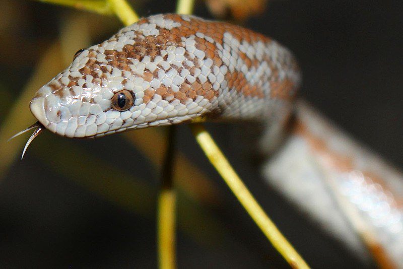4 Spesies Ular yang Mudah Dipelihara, Coraknya Menawan!