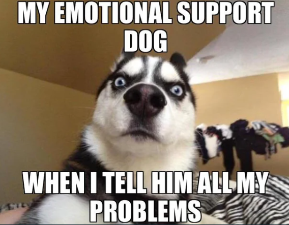 7 Meme Curhat Masalah Hidup ke Hewan Peliharaan