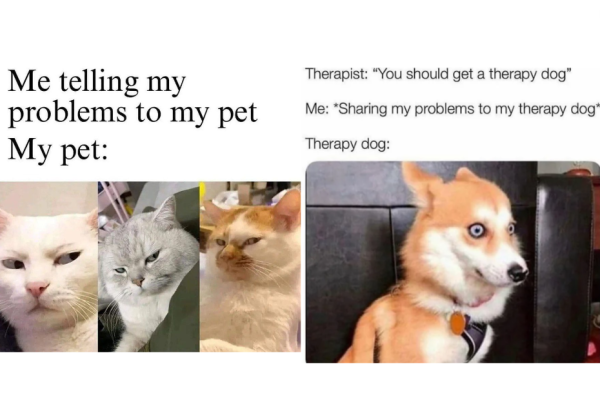 7 Meme Curhat Masalah Hidup ke Hewan Peliharaan
