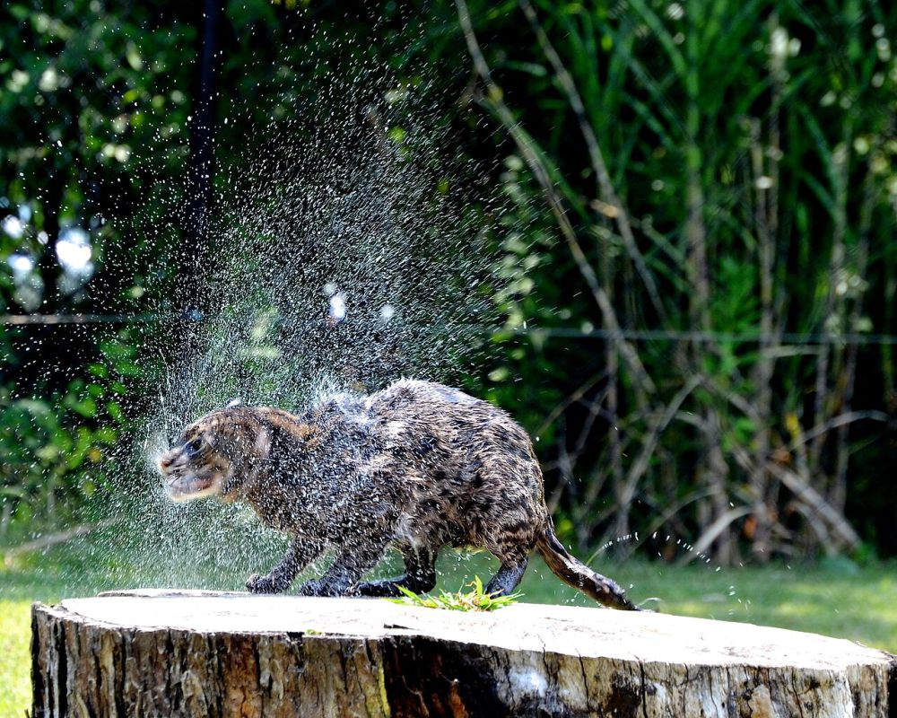 5 Fakta Menarik Kucing Bakau, Cinta Air dan Perenang Andal