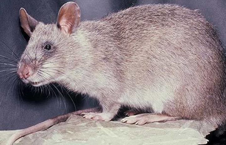 4 Hewan Unik yang Hidup di Taman Nasional Kruger, Eksotis!