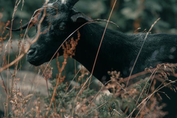 [PUISI] Berburu Kambing Hitam