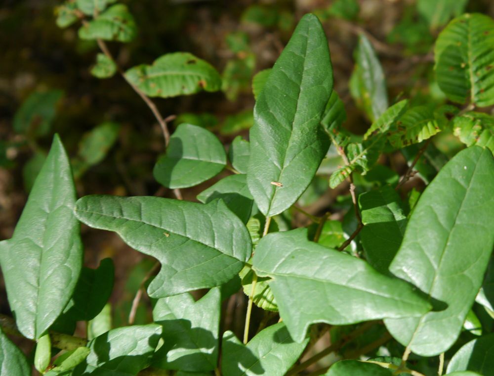 5 Fakta Unik Boquila, Bisa Meniru Tanaman Lain!