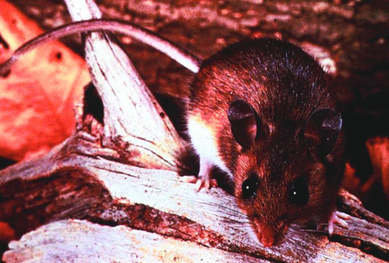 5 Fakta Tikus Rusa, Hewan yang Bawa Penyakit Hantavirus