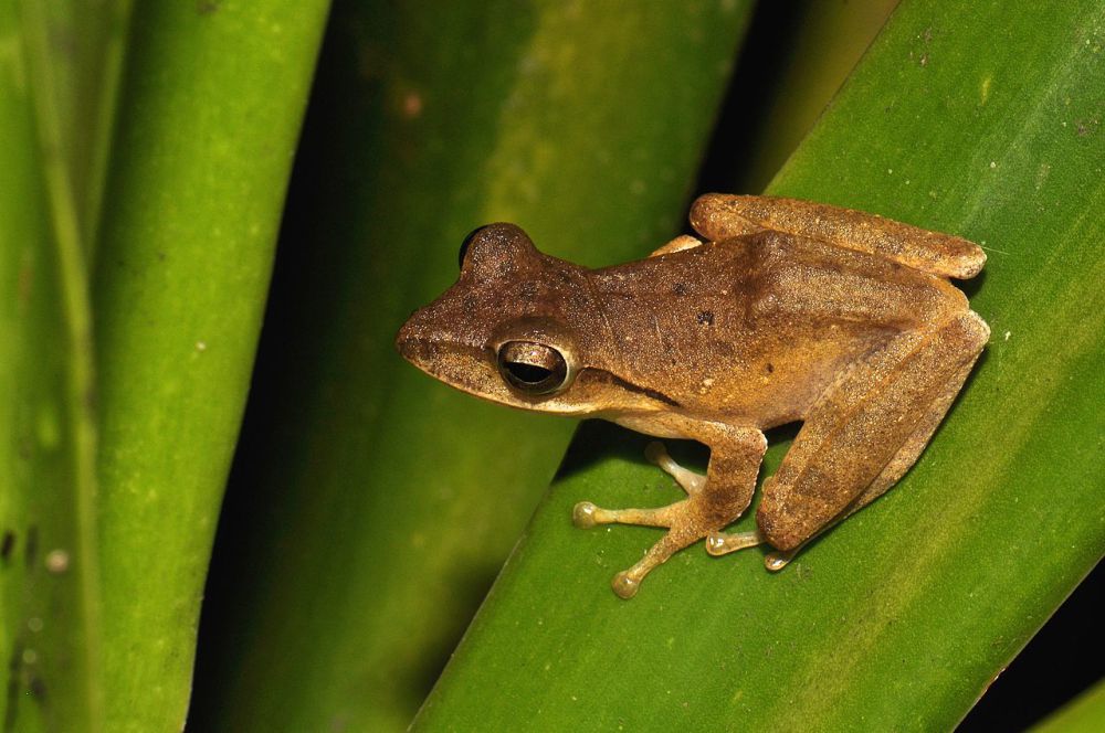 5 Spesies Kodok dan Katak Paling Umum di Pulau Jawa, Pernah