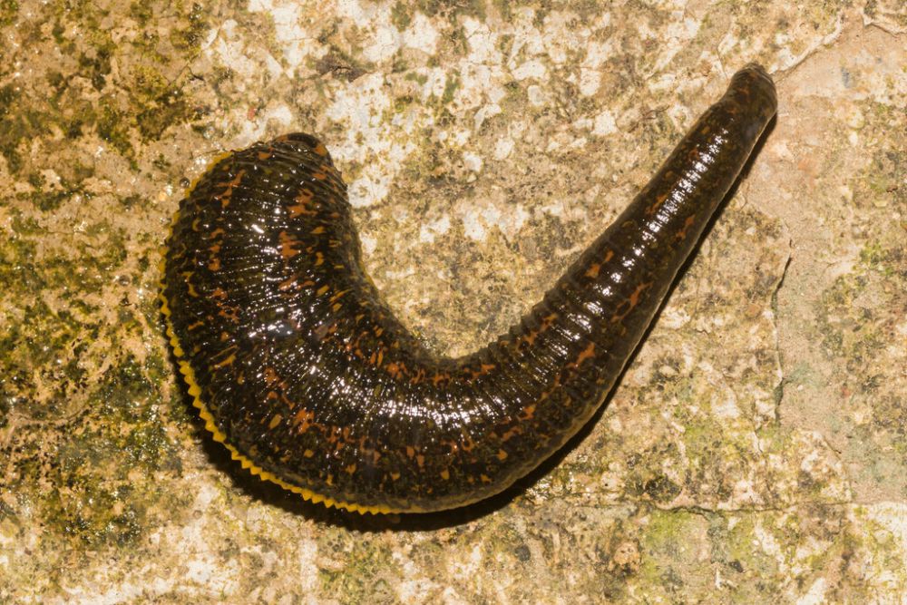 5 Spesies Lintah yang Unik, dari Air Tawar Hingga Darat