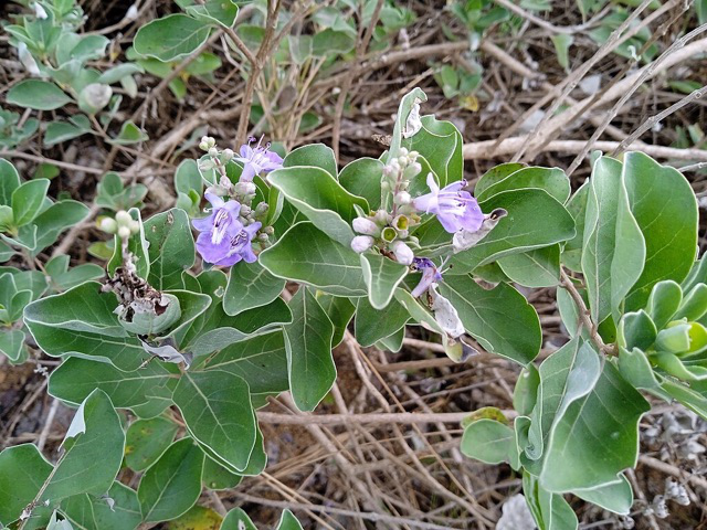 8 Manfaat Tanaman Legundi, Akar hingga Buahnya Berkhasiat!