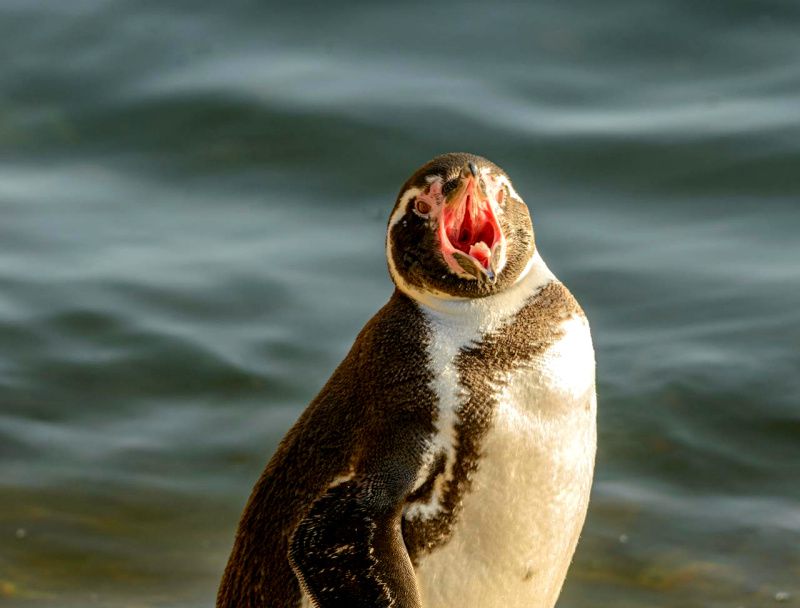 7 Fakta Aneh Seputar Penguin, Hari Penguin Sedunia