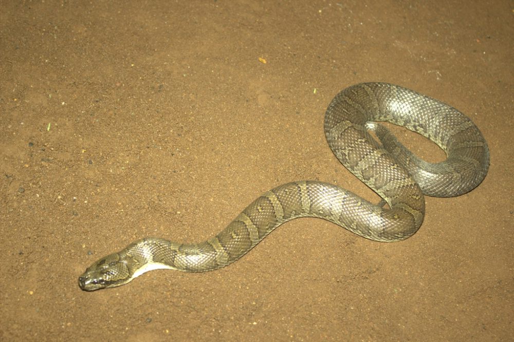 5 Fakta Unik Ular Kadut Belang, Ular Air Sering di Selokan