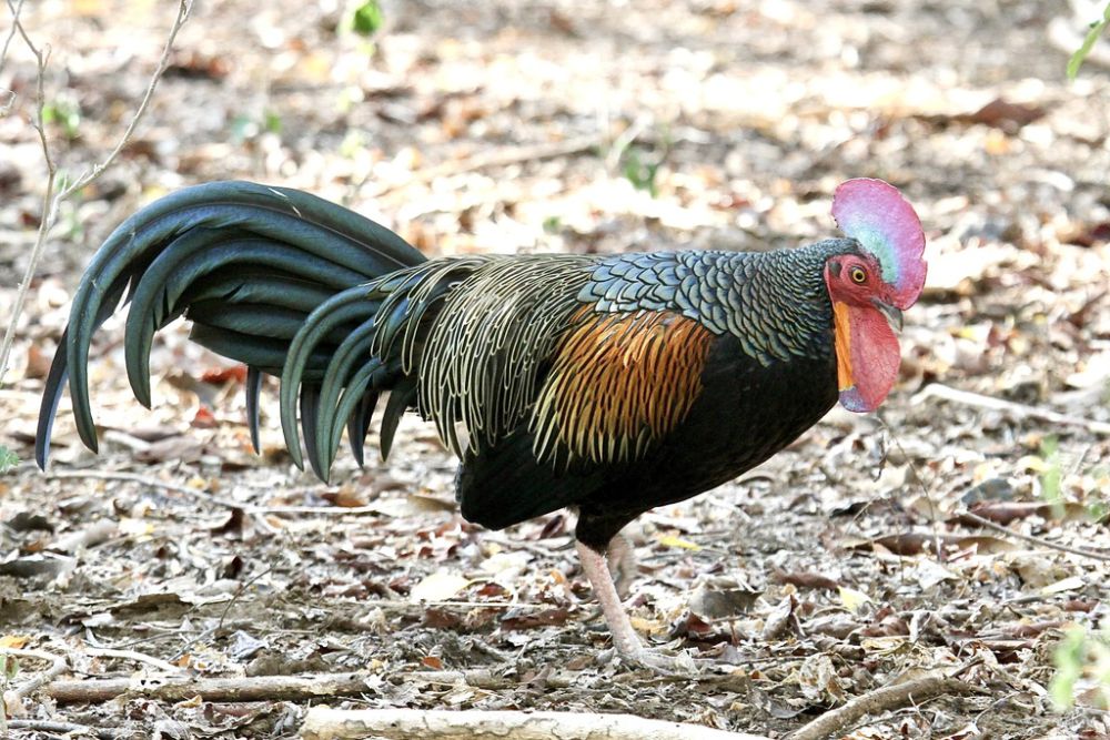 Fakta Unik Ayam Hutan Hijau