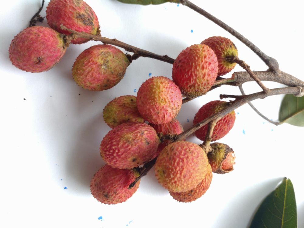 5 Jenis Rambutan, Jelajahi Keanekaragaman Buah Merah Manis