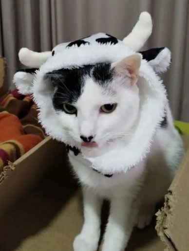 Kucing Cosplay Sapi