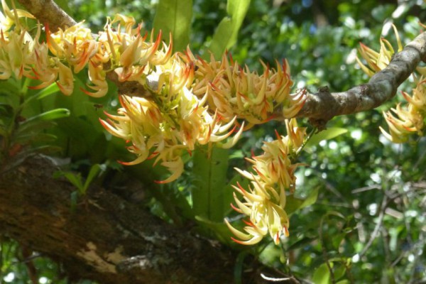 5 Spesies Tanaman Strongylodon, Pesona Bunganya Spektakuler