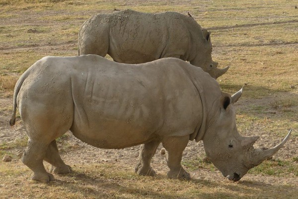 Fakta Badak Putih, Salah Satu Mamalia Darat Tertua di Dunia!