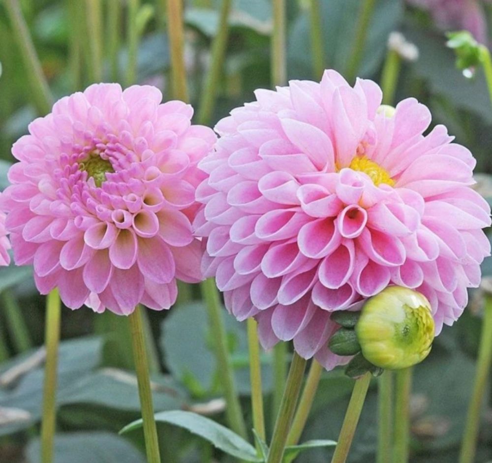 5 Pilihan Tanaman Hias Outdoor dengan Bunga yang Menawan