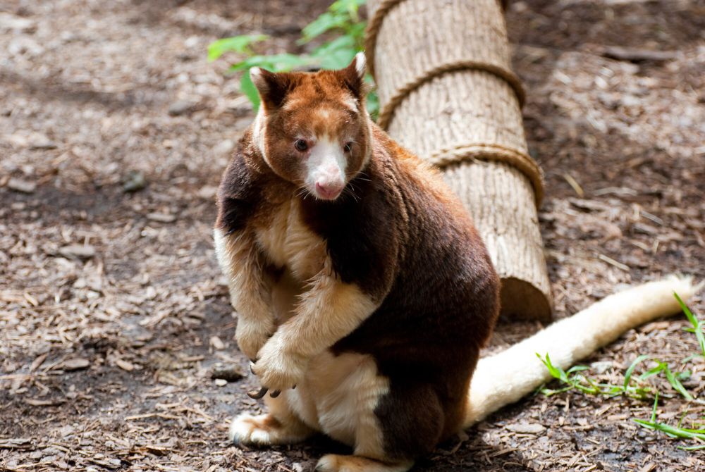 Fakta Kanguru Pohon, Marsupial dengan Kehamilan Paling Lama
