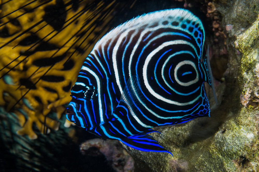 6 Fakta Emperor Angelfish, Ikan Memesona yang Teritorial