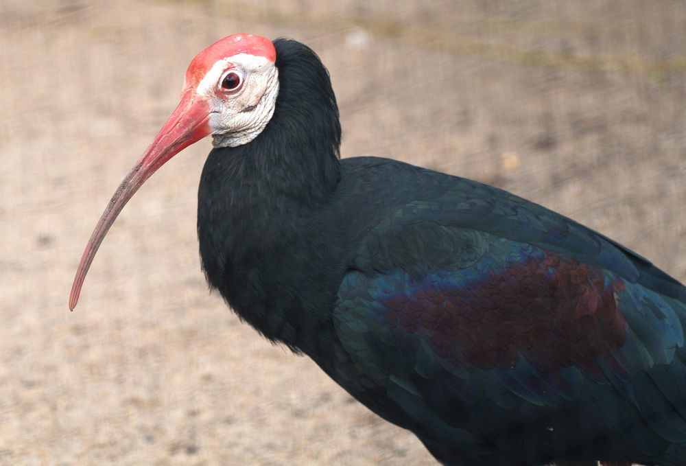 6 Fakta Ibis Botak Selatan, Menjelajahi Banyak Tempat untuk