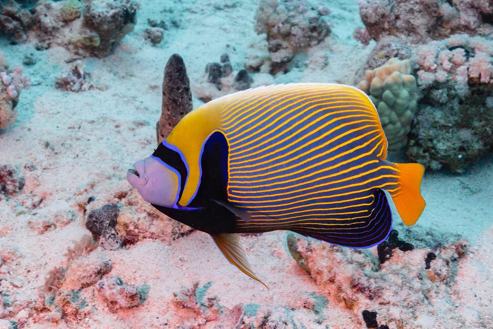 6 Fakta Emperor Angelfish, Ikan Memesona yang Teritorial