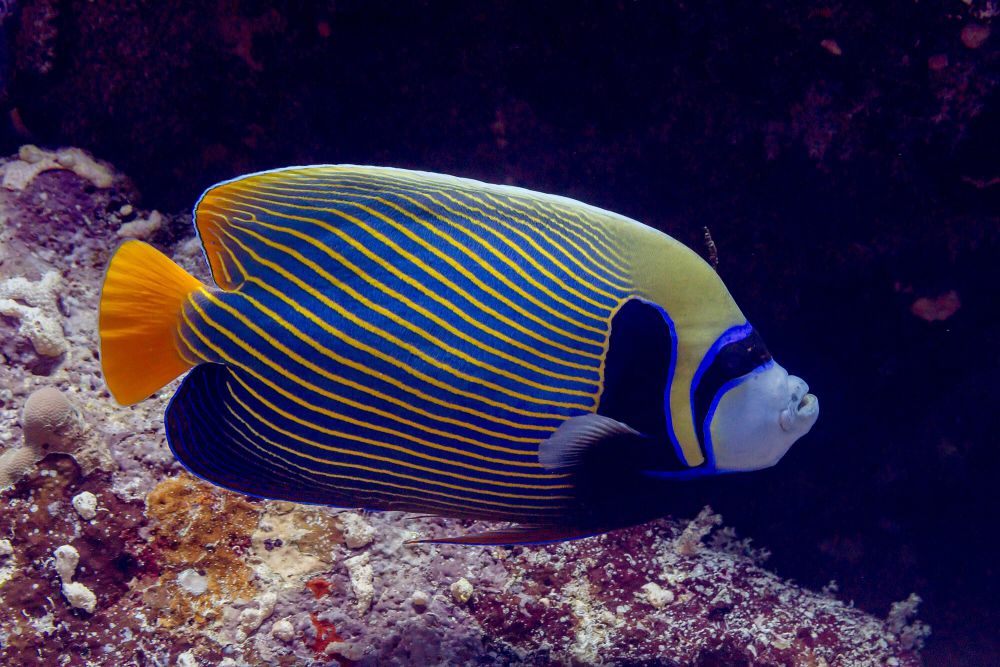 6 Fakta Emperor Angelfish, Ikan Memesona yang Teritorial