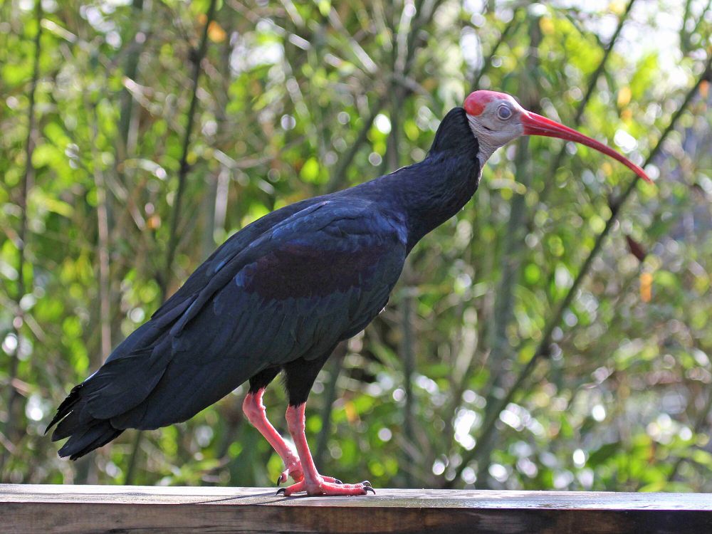 6 Fakta Ibis Botak Selatan, Menjelajahi Banyak Tempat untuk