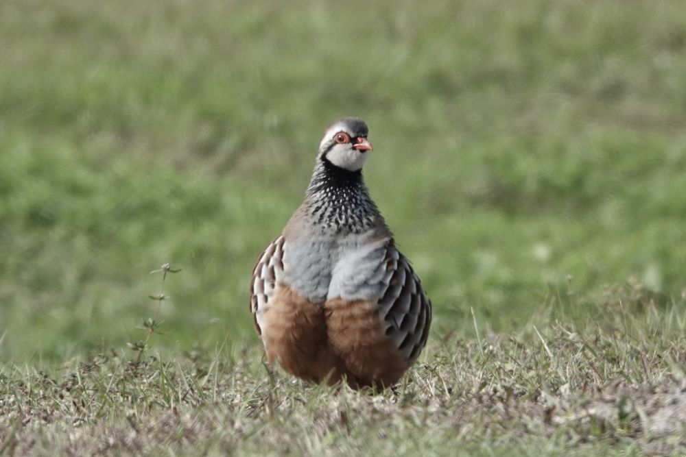 5 Spesies Burung Puyuh Gonggong, Burung Buruan Populer yang