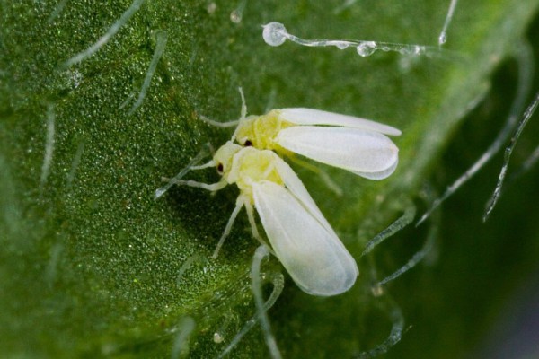 5 Fakta Mengerikan Kutu Kebul, Hama Sayuran Paling Merusak!