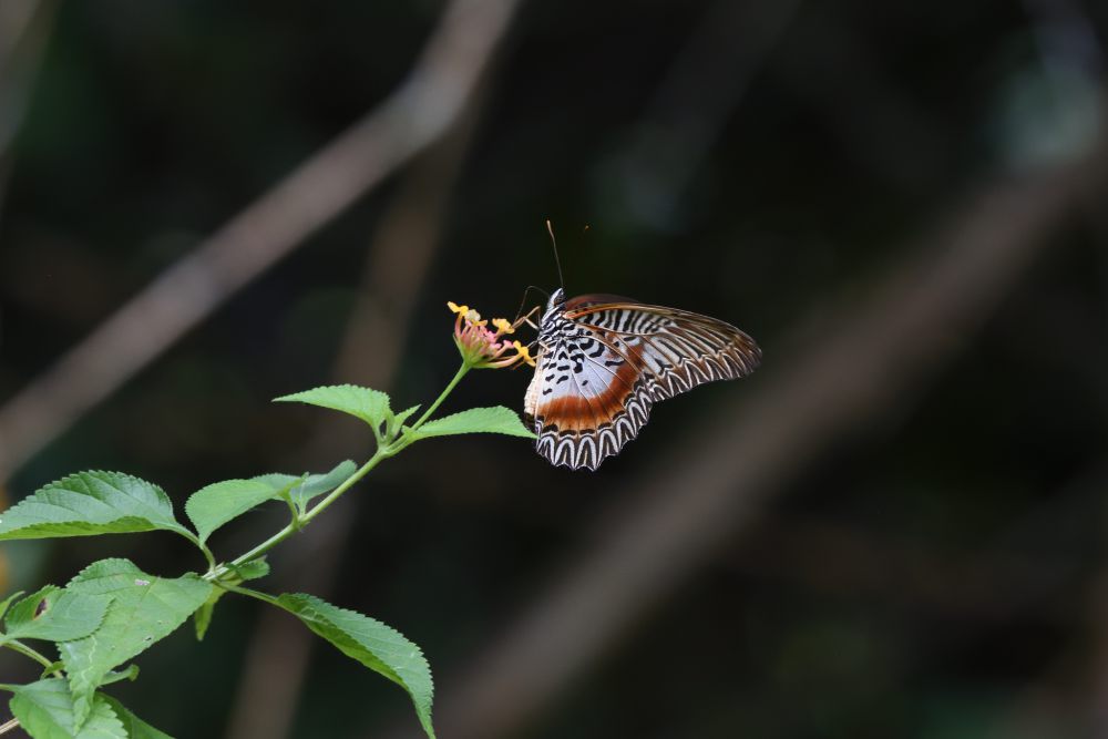 5 Fakta Menarik Kupu-Kupu Bidadari, Satwa Endemik Sulawesi y 5 Fakta Menarik Kupu-Kupu Bidadari, Satwa Endemik Sulawesi y