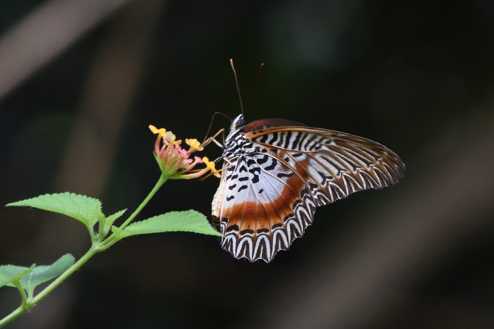 5 Fakta Menarik Kupu-Kupu Bidadari, Satwa Endemik Sulawesi y 5 Fakta Menarik Kupu-Kupu Bidadari, Satwa Endemik Sulawesi y