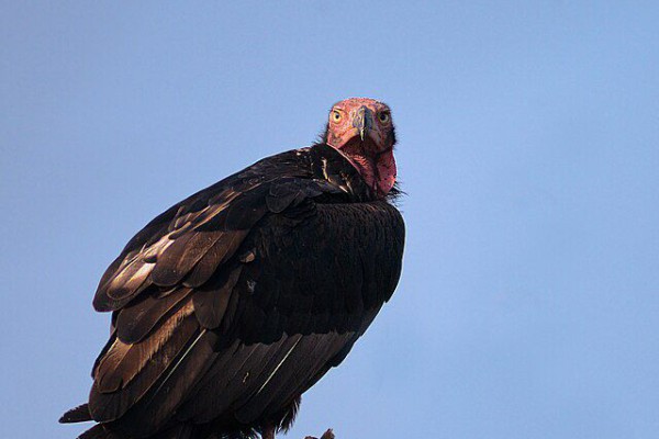 5 Fakta Hering Kepala Merah, Hewan Asal Thailand yang Teranc