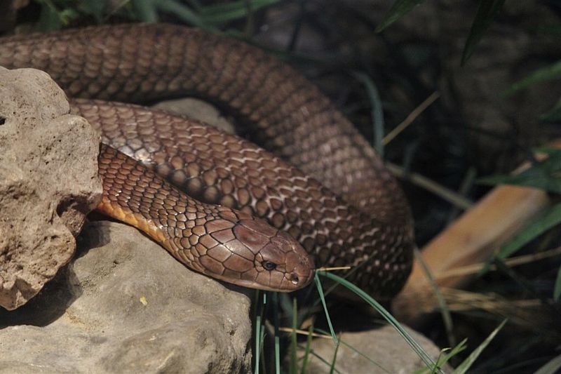 5 Fakta Ular Kobra Raja, Jenis Ular Berbisa Paling Besar