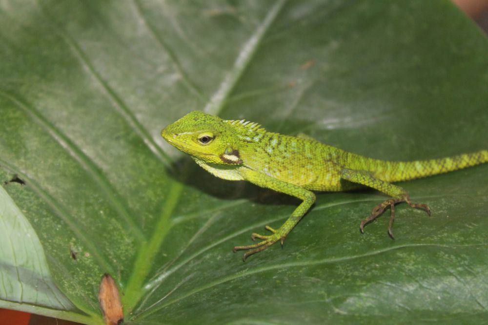 5 Perbedaan Bunglon Hutan dan Bunglon Hijau, Apa Saja?