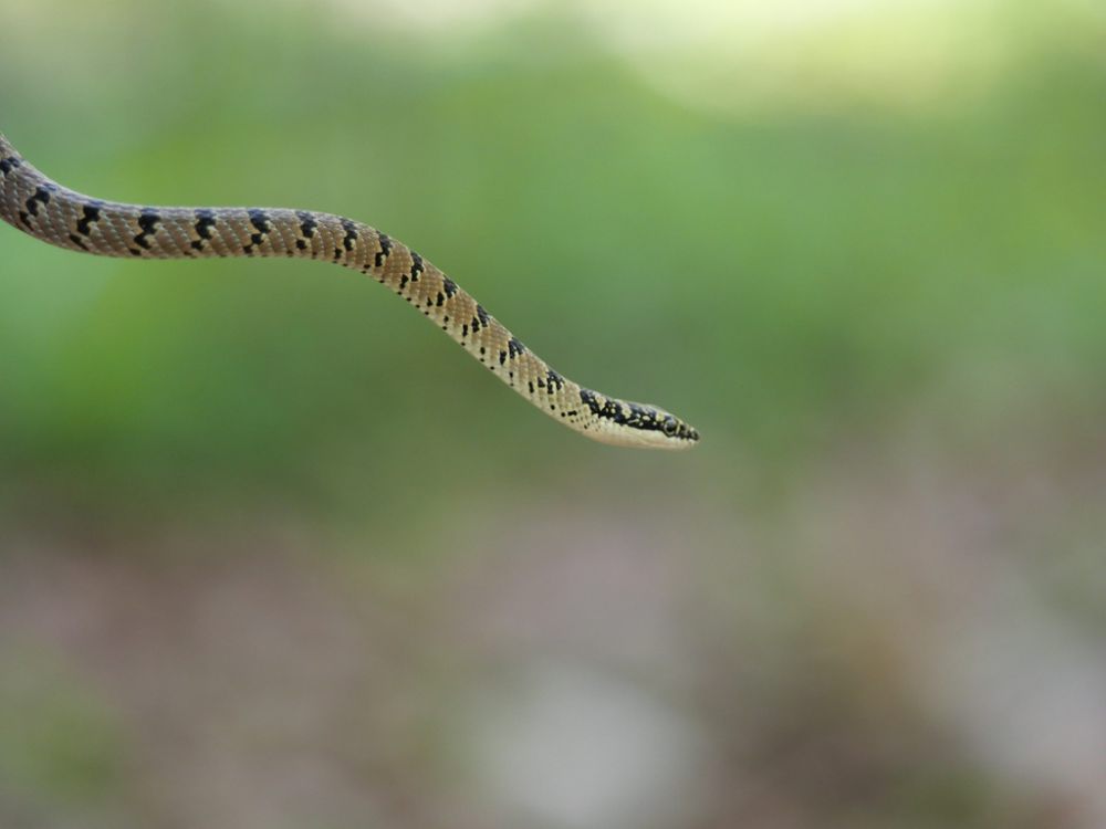 Mengenal 5 Spesies Ular Terbang, Tersebar di Benua Asia!