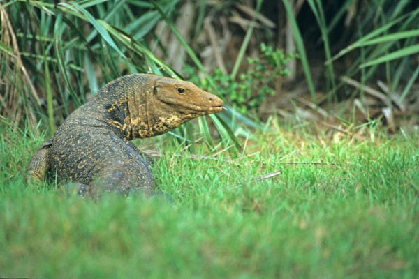5 Kadal Terbesar di Asia, Banyak yang Bisa Ditemukan di Indo