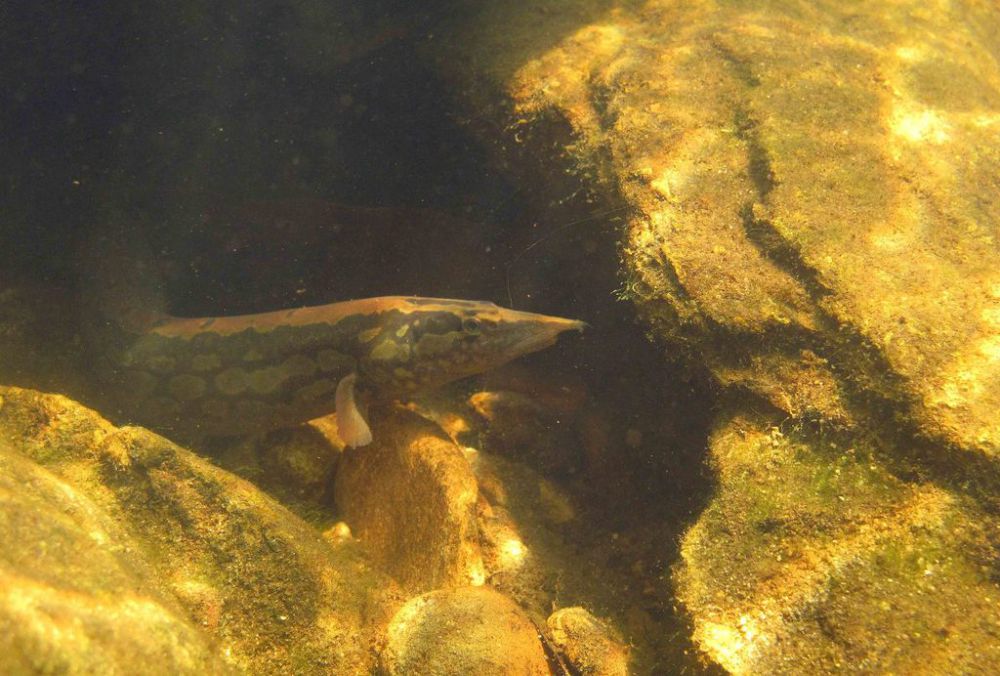 5 Jenis Belut Sili Api, Memiliki Corak Elegan dan Estetik