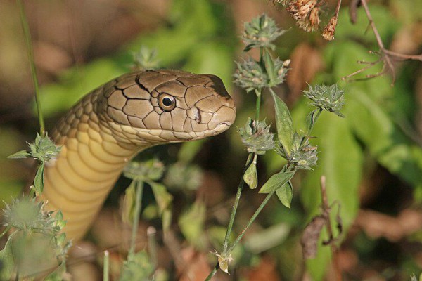 5 Fakta Ular Kobra Raja, Jenis Ular Berbisa Paling Besar