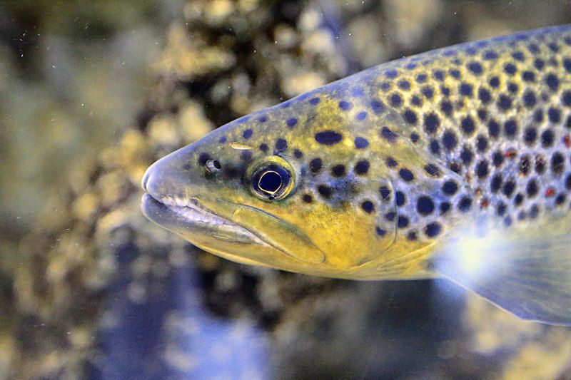 7 Fakta Terunik Ikan Trout, Inspirasi Tom dalam SpongeBob