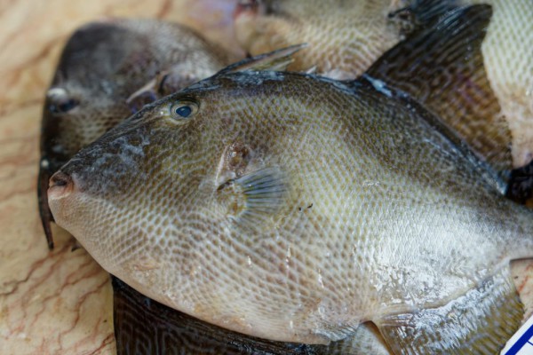 5 Fakta Menarik dari Triggerfish, Giginya Sangat Kuat!