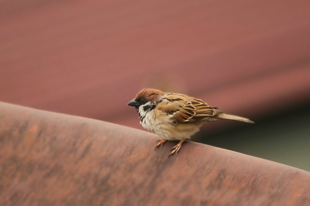 5 Predator Alami Belalang di Sawah, Populasinya Berkurang!