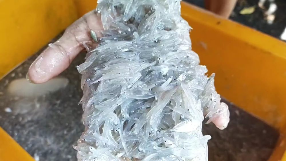 6 Tips Memilih Ikan Teri Segar yang Baik dan Berkualitas