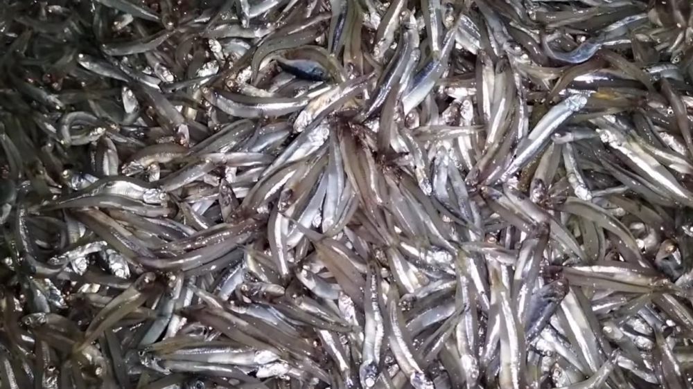 6 Tips Memilih Ikan Teri Segar yang Baik dan Berkualitas