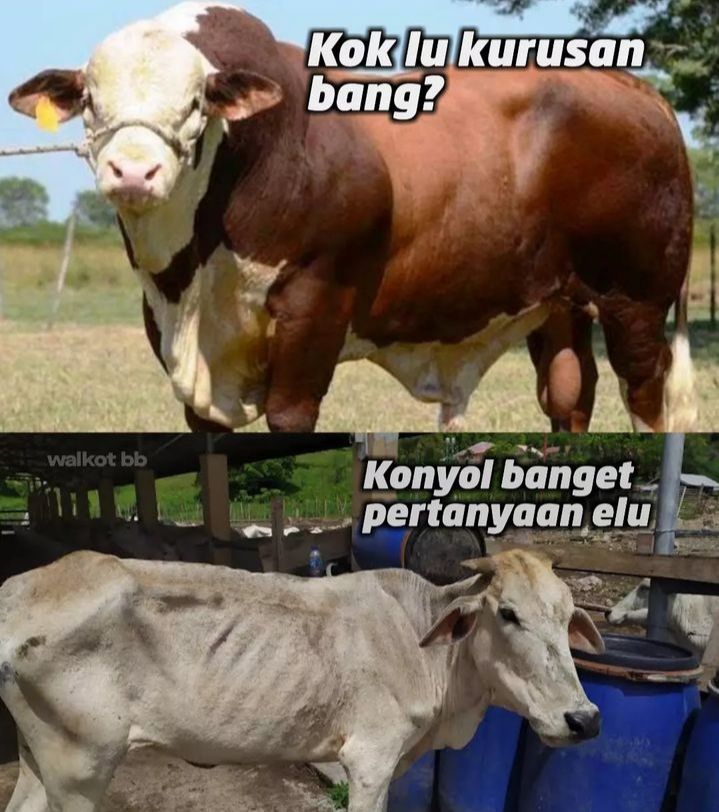 7 Meme Sapi Menjelang Hari Kurban, Banyakin Makan Dulu?