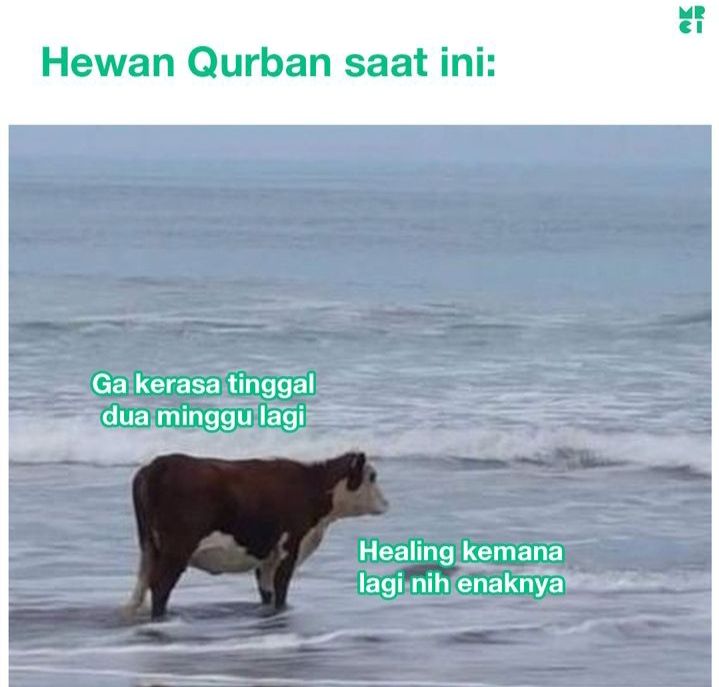 7 Meme Sapi Menjelang Hari Kurban, Banyakin Makan Dulu?