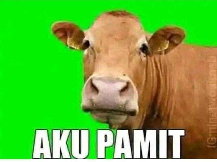 7 Meme Sapi Menjelang Hari Kurban, Banyakin Makan Dulu?
