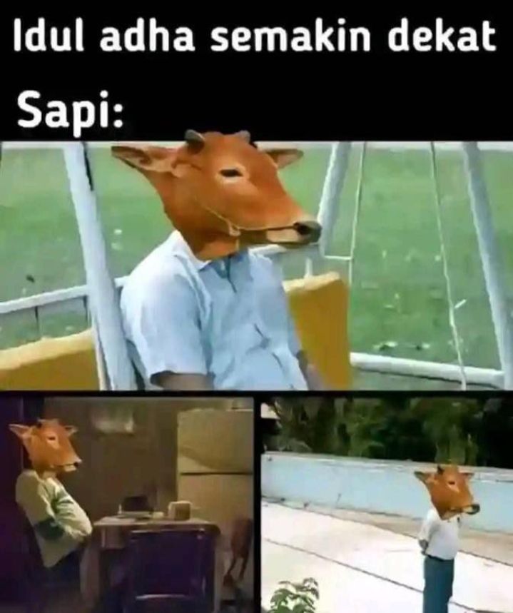 7 Meme Sapi Menjelang Hari Kurban, Banyakin Makan Dulu?
