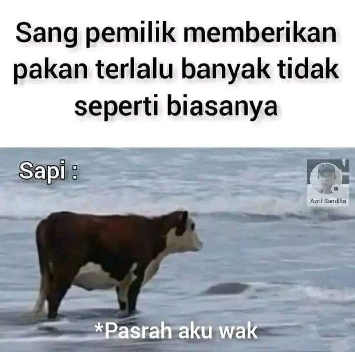 7 Meme Sapi Menjelang Hari Kurban, Banyakin Makan Dulu?